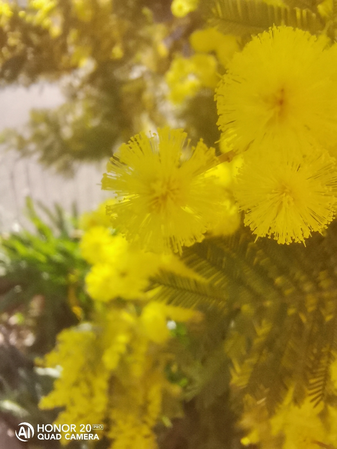 FLEURS DE MIMOSAS | HONOR CLUB (FR)